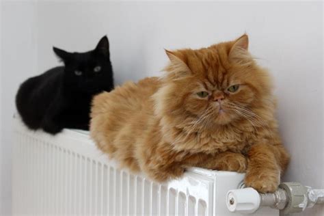 Як підготувати оселю до зими під час війни Інтент Суспільно політичне видання