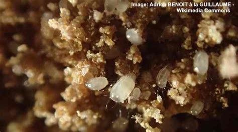 16 Types Of Pantry Bugs With Pictures Identification And Treatment