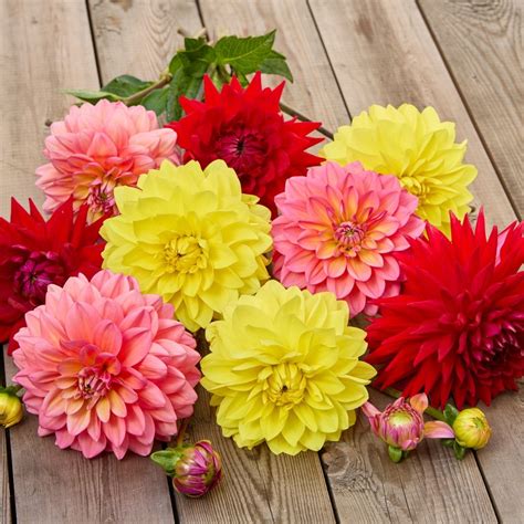 Dahlia Assorted Tropical Glow Collection 6 Tuber Clumps Longfield