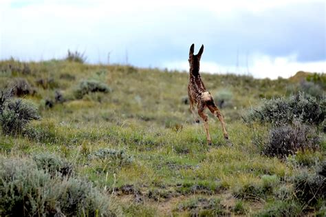 A Wyoming Mule Deer Herd Is So Riddled With Cwd It Could Nearly Vanish