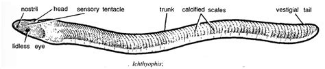 Ichthyophis Zoologyverse