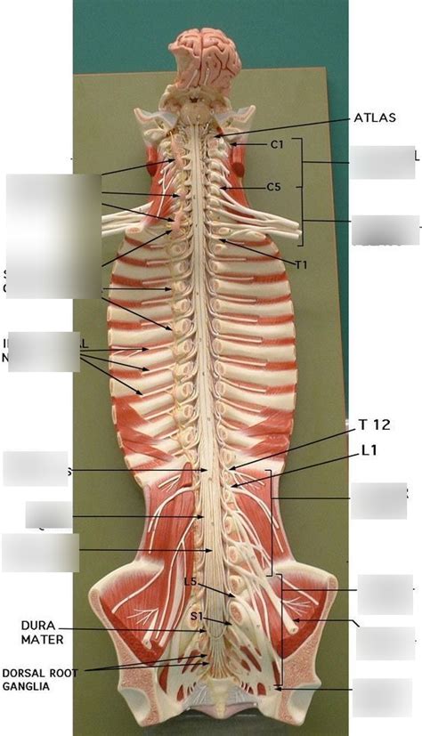 Spinal Cord Full Cns Practical Diagram Quizlet