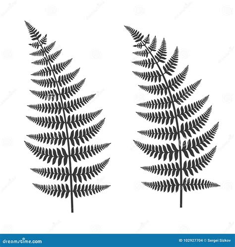 Fern Leaf Silhouette Cartoon Vector 100102247