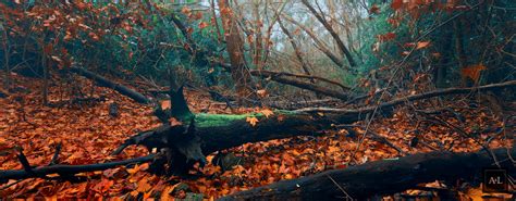 Winter Fallen Log Panorama Fine Art Wall Art Artistry And Love