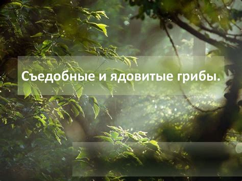 Съедобные и ядовитые грибы презентация онлайн
