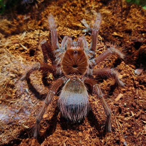 Theraphosa Apophysis Goliath Pinktoe Bird Eater Tarantula 2 25
