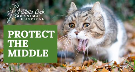 Herbal Remedies For Cat Diarrhea And Vomiting