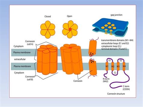 Cell Cell Interaction
