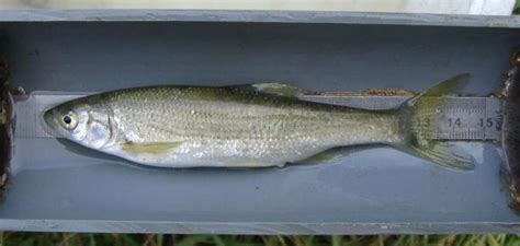 Listes Rouges Régionales poissons écrevisses en Auvergne Rhône Alpes