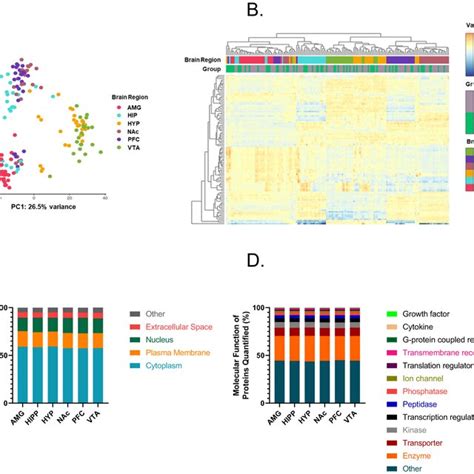 Global Brain Proteome A Pca Of Global Brain Proteomics B Hierarchical
