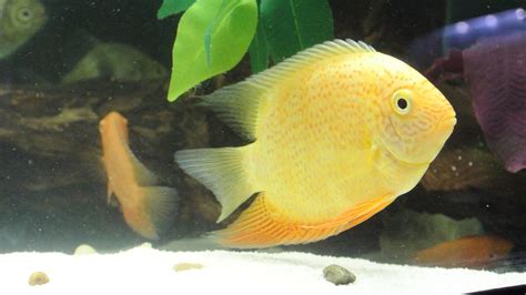 Gold Severum With Red Specks Imgur