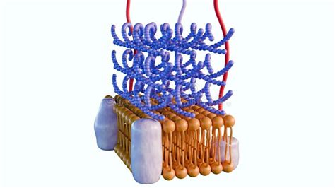 Gram Positive Bacteria Lipid Membrane Stock Illustration Illustration