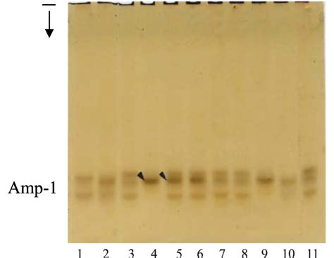 Seed Aminopeptidase Amp 1 Isoenzyme Pattern In Wheat Lines With The