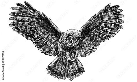 How To Draw A Flying Owl