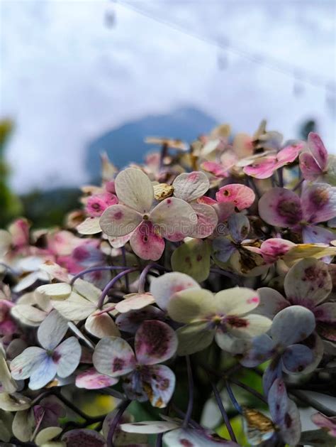 Hydrangea Macrophylla Is A Species Of Flowering Plant In The