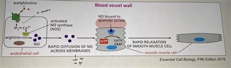 Intercellular Signalling Flashcards Quizlet