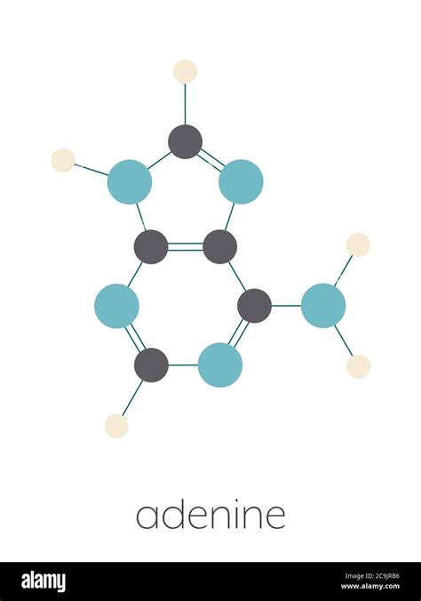 Adenine A Adenine Purine Nucleobase Molecule Base Present In Dna