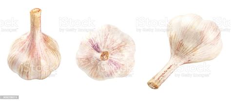 흰색 배경에 고립 된 신선한 마늘의 컬렉션입니다 여러 이미지 집합입니다 시리즈의 부분 0명에 대한 스톡 사진 및 기타 이미지 0명 개체 그룹 건강관리와 의술 Istock