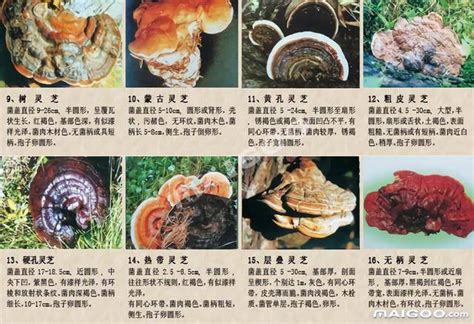灵芝种类大全 图 名称 效 第10页 大山谷图库