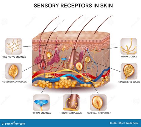 Sensory Receptors Diagram