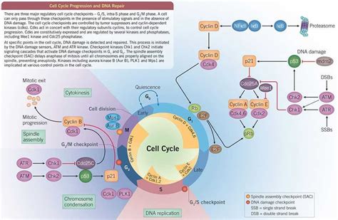 A Visual Guide To The Cell Cycle Fill In The Blanks