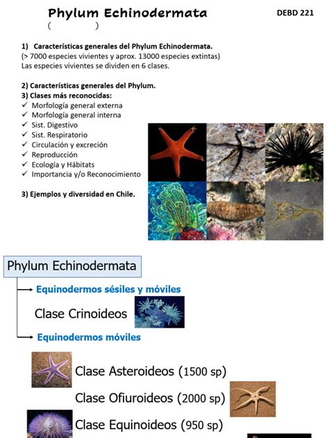 Clase Phylum Echinodermata Pdf