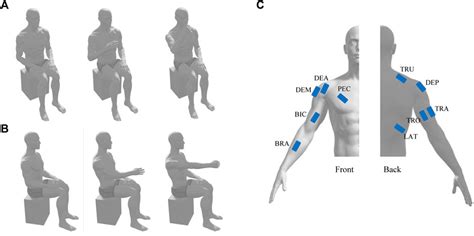 Frontiers Evidence Of Synergy Coordination Patterns Of Upper Limb