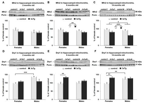 Early Onset Of Sex Dependent Mitochondrial Deficits In The Cortex Of