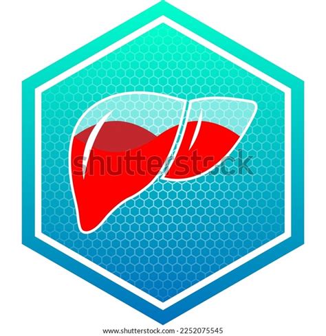 Human Liver Digestive Hepatic System Healthy Stock Vector Royalty Free 2252075545 Shutterstock