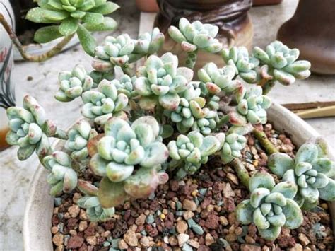 劳尔多肉冬天怎么浇水的方法 图片 Penjing8盆景吧