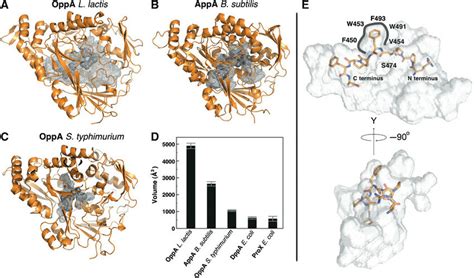 Peptide Binding Sites Of Oppa A Pdb Codes 3drf Appa From B Download Scientific Diagram