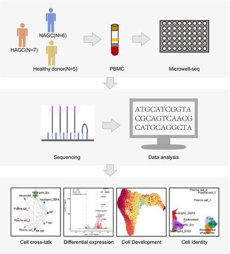 单细胞rna测序揭示高度侵袭性胃癌患者外周血中的免疫细胞功能障碍 Cell Proliferation X Mol