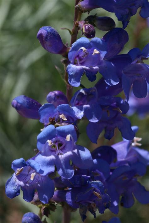 Penstemon Watsonii Seed Etsy