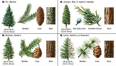 Conifer Tree Types