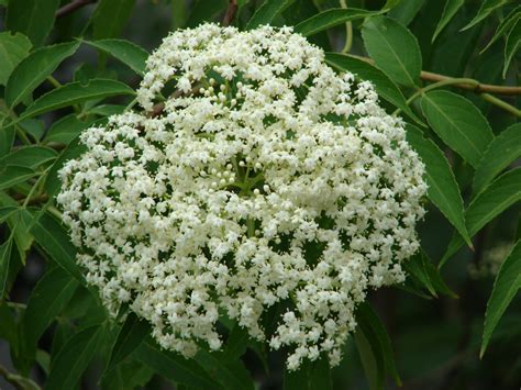 Best Elderflower Cordial Recipe And Elderflower Wine Recipe Hubpages