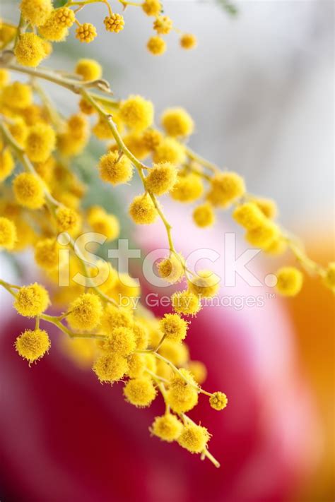 미모사 꽃 스톡 사진 Freeimages