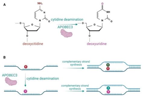 Pathogens Special Issue Oncogenic Viruses Advances In Molecular Diagnosis Prevention