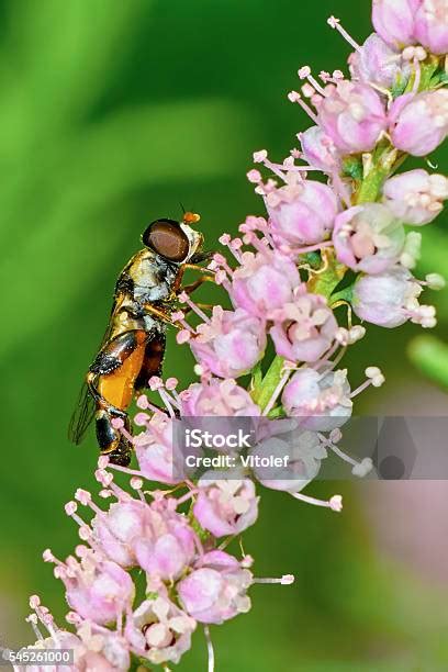 Terbangkan Hoverflies Pada Tamarisk Berbunga Foto Stok Unduh Gambar Sekarang Alam Fotografi