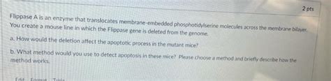 Solved 2 Pts Flippase A Is An Enzyme That Translocates