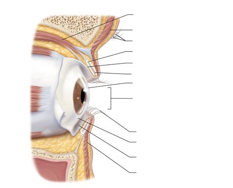 Eye Diagram 1 Diagram Quizlet Eye Diagram 1 Diagram Quizlet