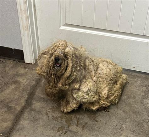 Extremely Matted Dog Considered To Be The ‘worst Case Of Neglect Looks