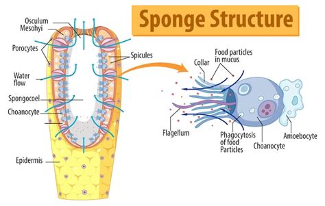 Free Vector Diagram Showing Structure Of Sponge