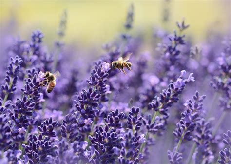 Beekeeping Terminology What Is Beekeeping Called Complete Beehives