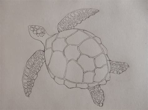 2 Realistic Sea Turtle Drawing Sketching Ideas For Artists The Turtle Hub