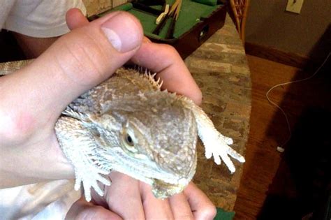 Weird Scabcallus On Beardies Lip • Bearded Dragon Org