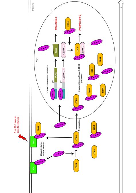 Mécanismes Supposés De Régulation Du Cycle Cellulaire Par Zo 1 Et Zonab