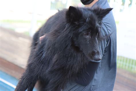 현우 On Twitter 물 무서워하는 개 Irwx3sylai Twitter