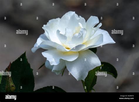 Colourful Close Up Of A Single White Class Act Floribunda Rose Head