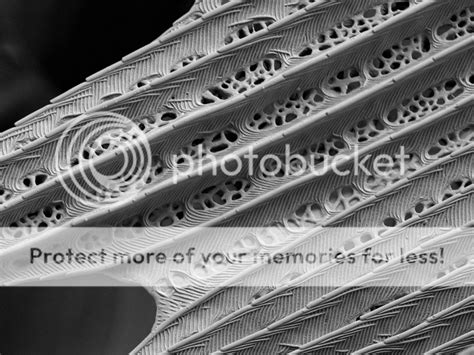 Interesting According To Me Electron Microscope Images