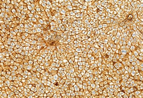 Mcp 1 Antibody Pa5 115555
